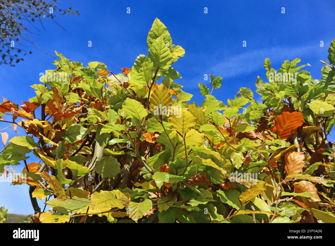 Buchenhecken als Einfriedung Herbstlaub einer Buchenhecke entlang eines ...