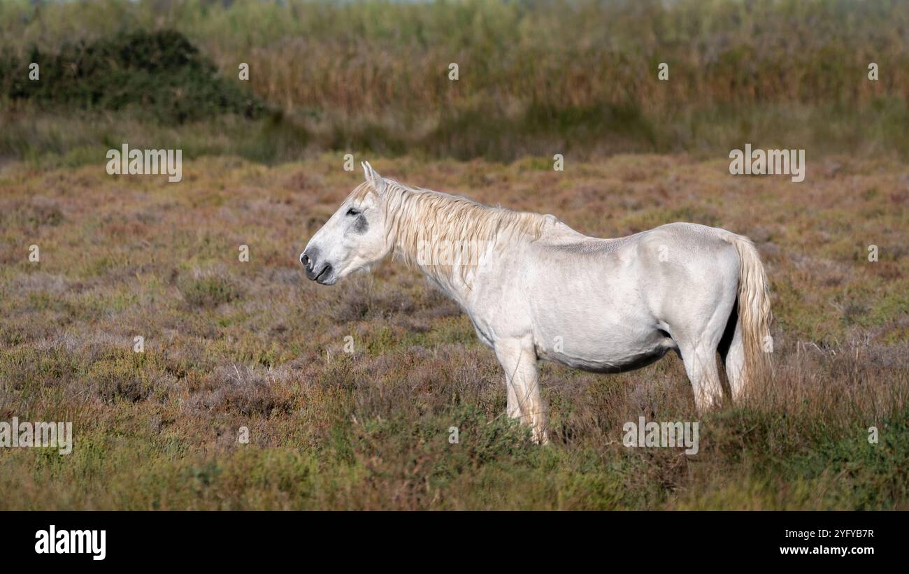 Side view of a single Camargue horse (Cheval de Camargue) on a meadow ...