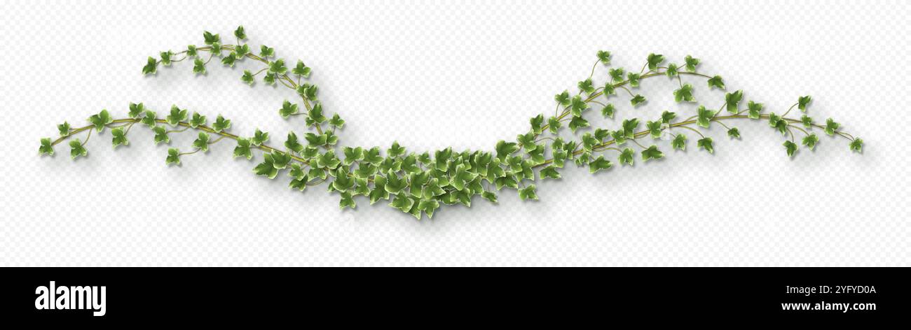 Green leaves flower ivy Cut Out Stock Images & Pictures - Alamy