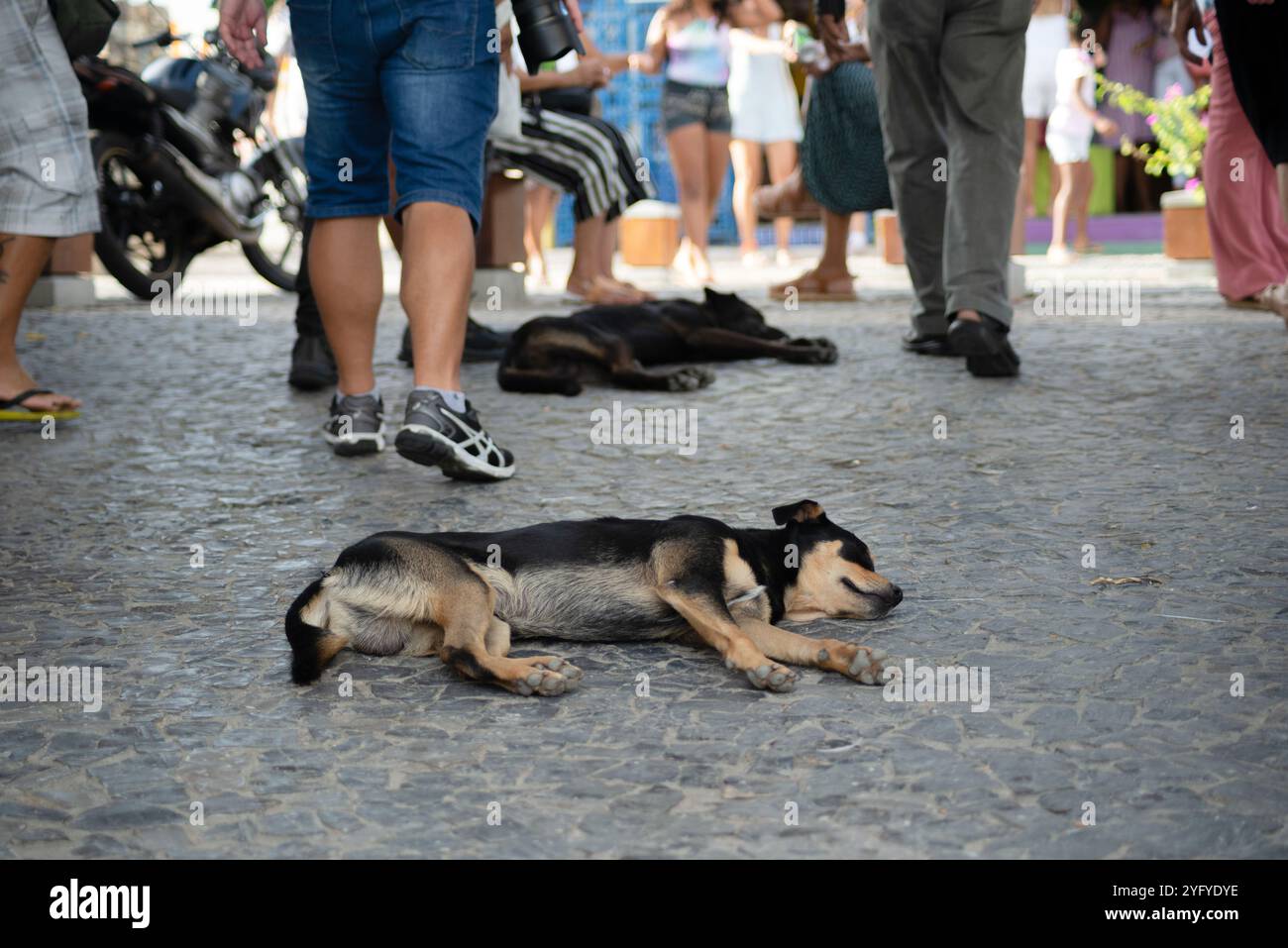 Two dogs are seen sleeping on the floor during an open-air mass at the ...