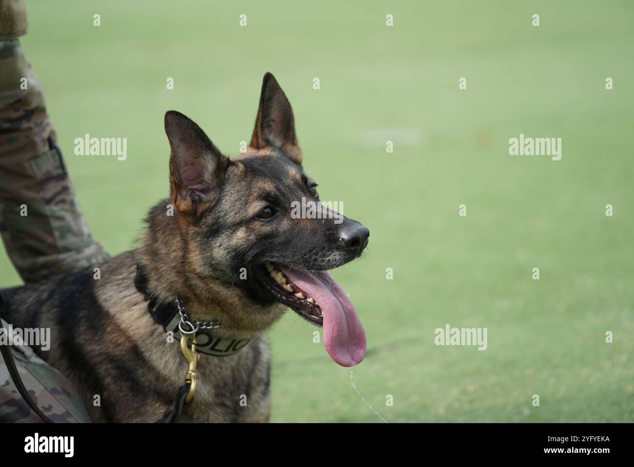 The 903rd Military Working Dog Regiment recently visited Korea Pet High ...