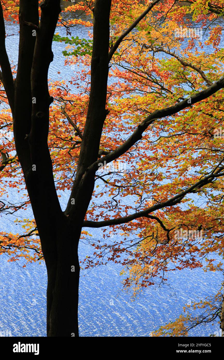 Backlit autumnal trees hi-res stock photography and images - Alamy