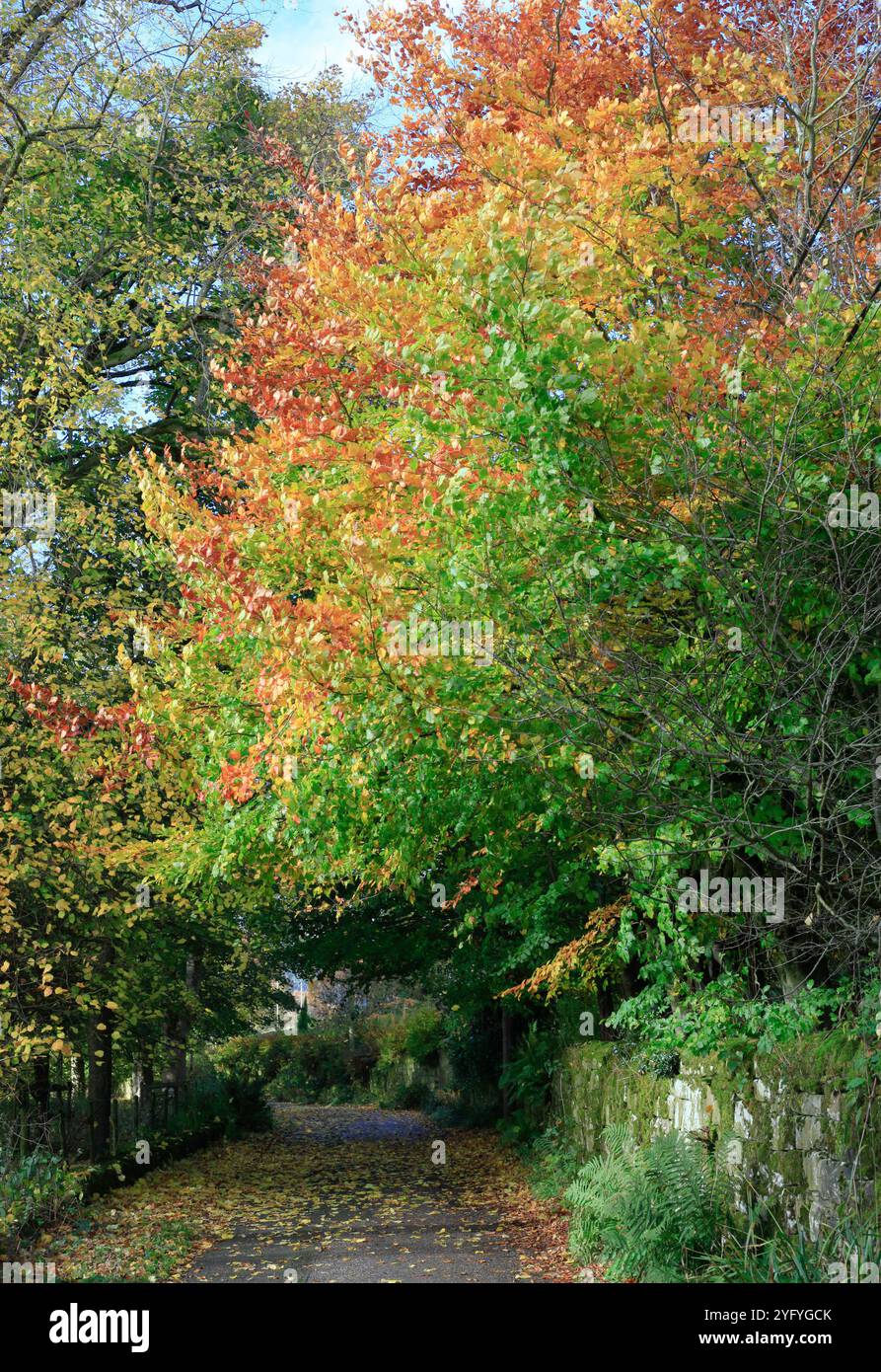 Backlit autumnal trees hi-res stock photography and images - Alamy