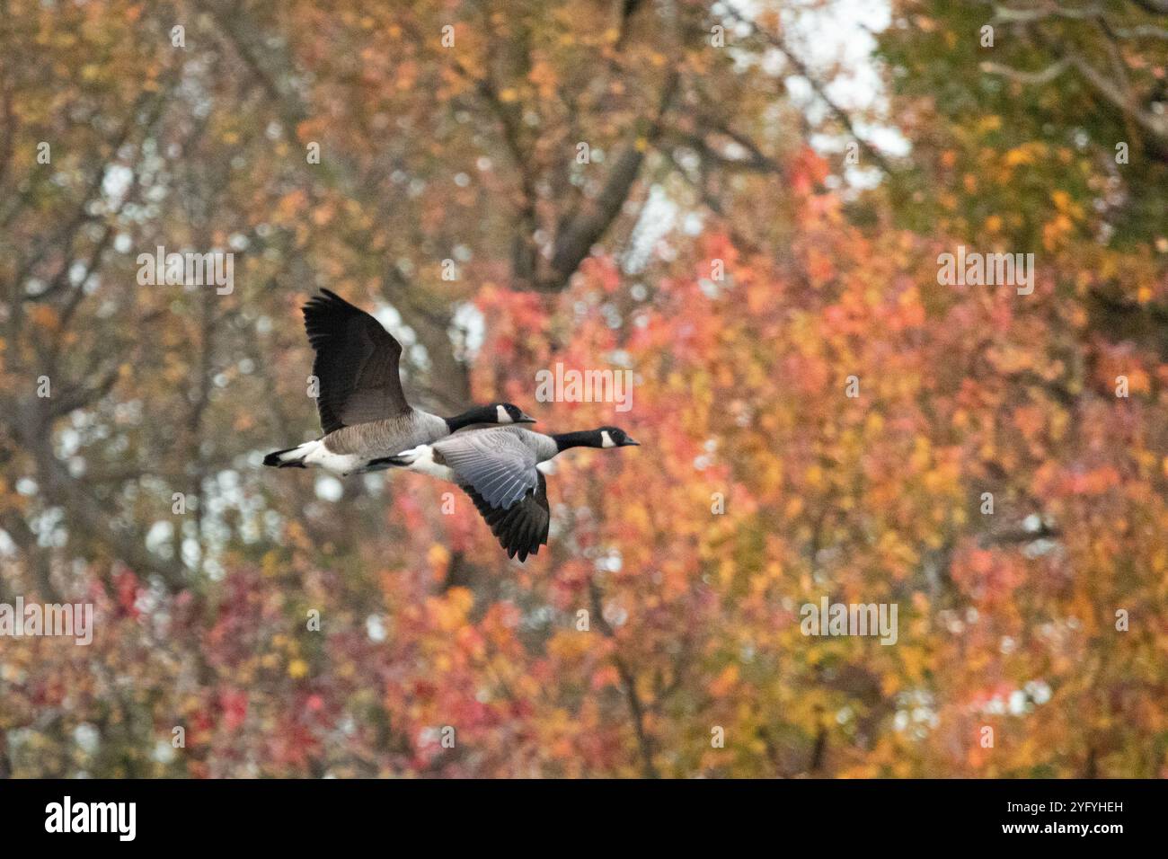 Canada geese fly past hi-res stock photography and images - Alamy