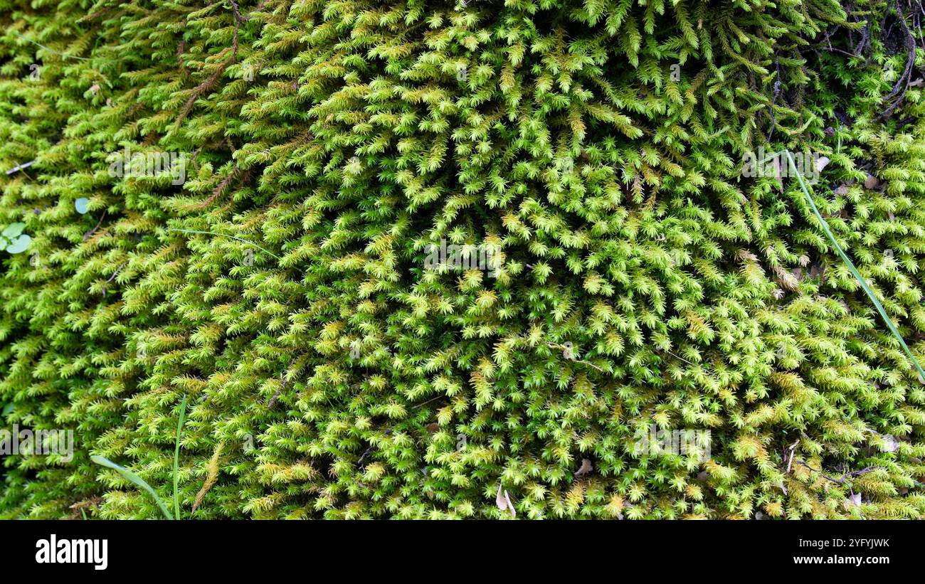 Lush green park on beautiful hi-res stock photography and images - Alamy