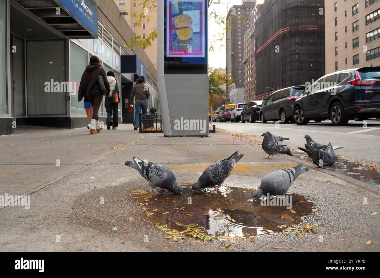 People walk past pigeons who are drinking from a puddle on the street ...