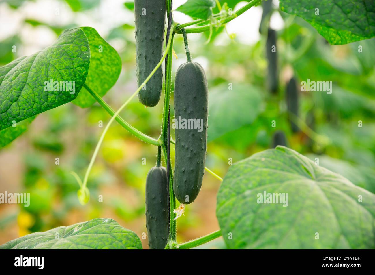 growing big tasty cucumbers in huge greenhouse Stock Photo - Alamy