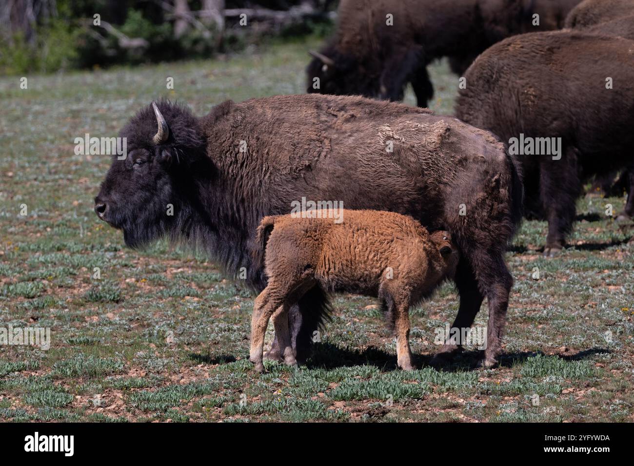 Buffalo in grand canyon hi-res stock photography and images - Alamy