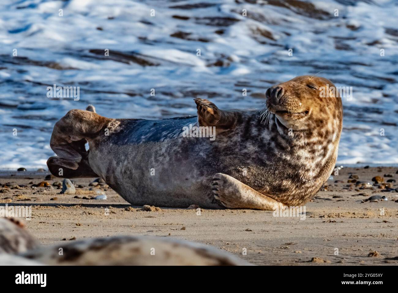 Grey seal resting on the North Sea sandy beach. Wild animal with funny ...
