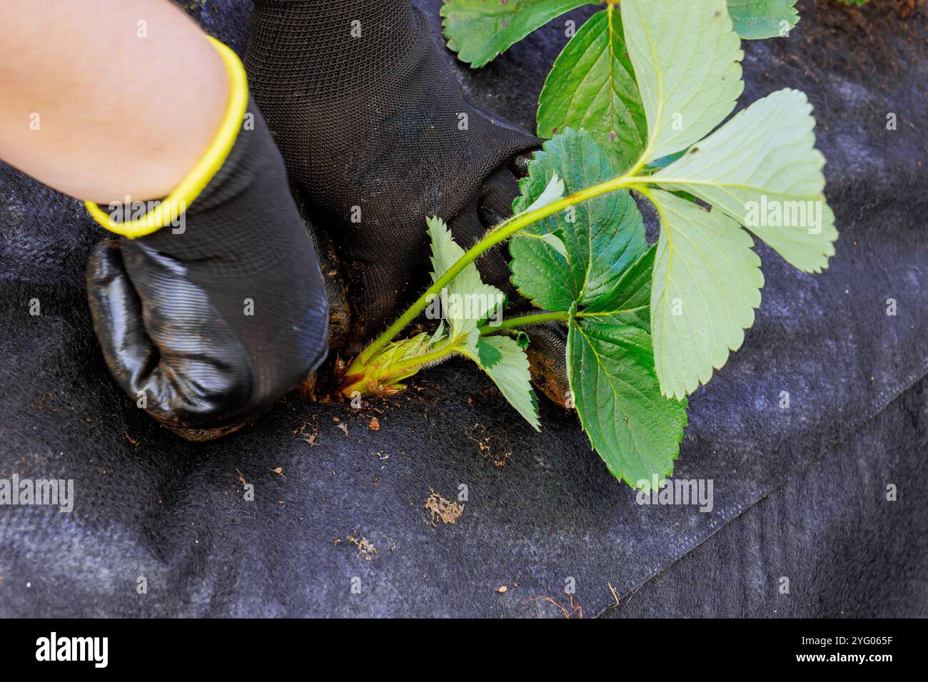 Planting strawberry seedlings in prepared bed of soil by female ...