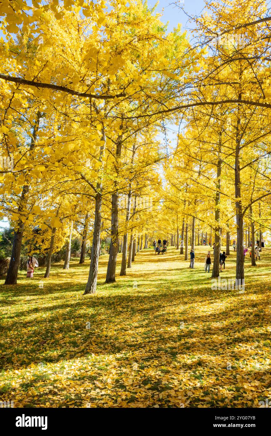There are about 300 Ginko trees in the Blandy Ginko Grove at the State ...