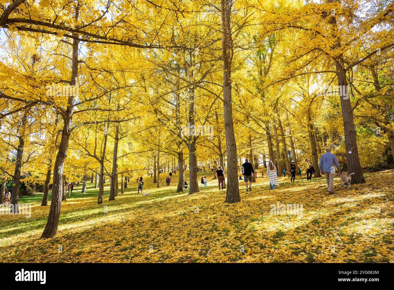 There are about 300 Ginko trees in the Blandy Ginko Grove at the State ...