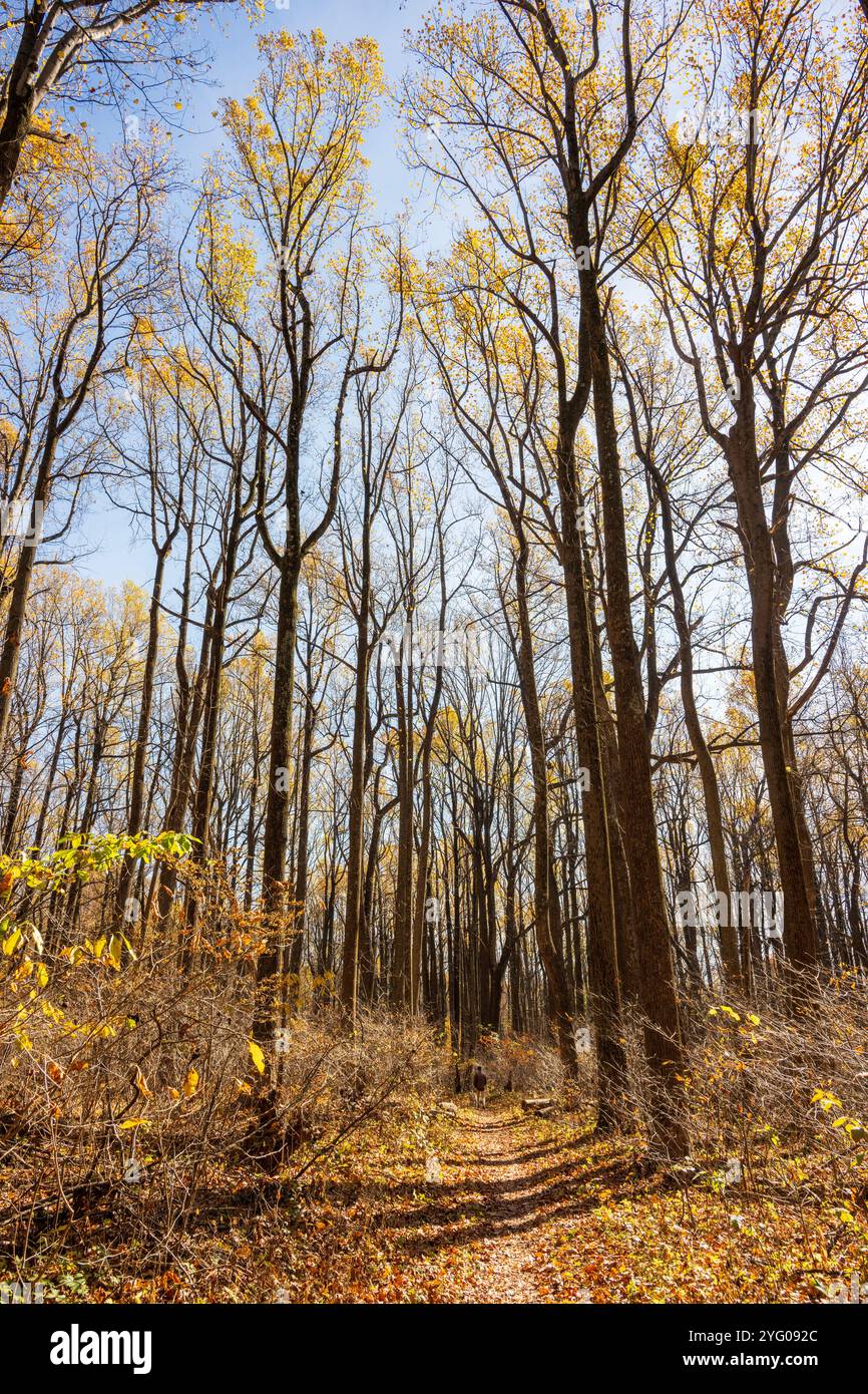 Hiking trails at the Thompson Wildlife Management Area Stock Photo - Alamy