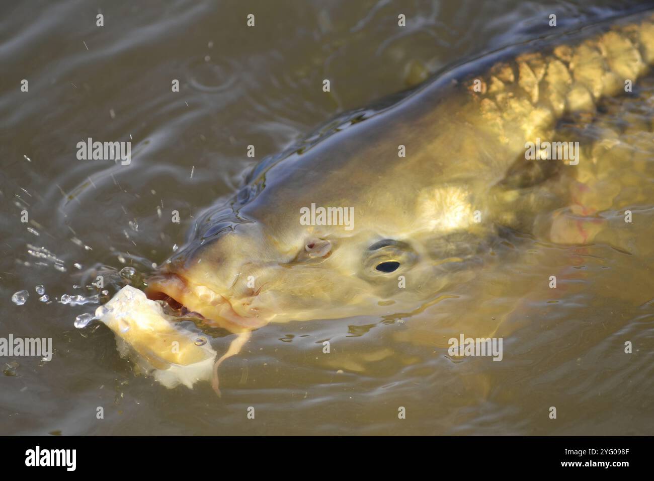 A common Carp (Cyprinidae) surfacing at a dam in Vierlanden ...