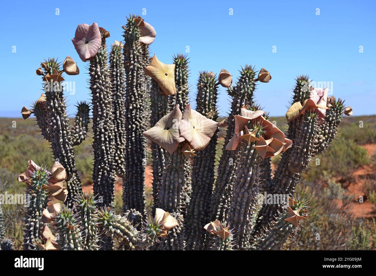 Flowering Hoodia Cordonii on the Knersvlakte in Namaqualand, Western ...