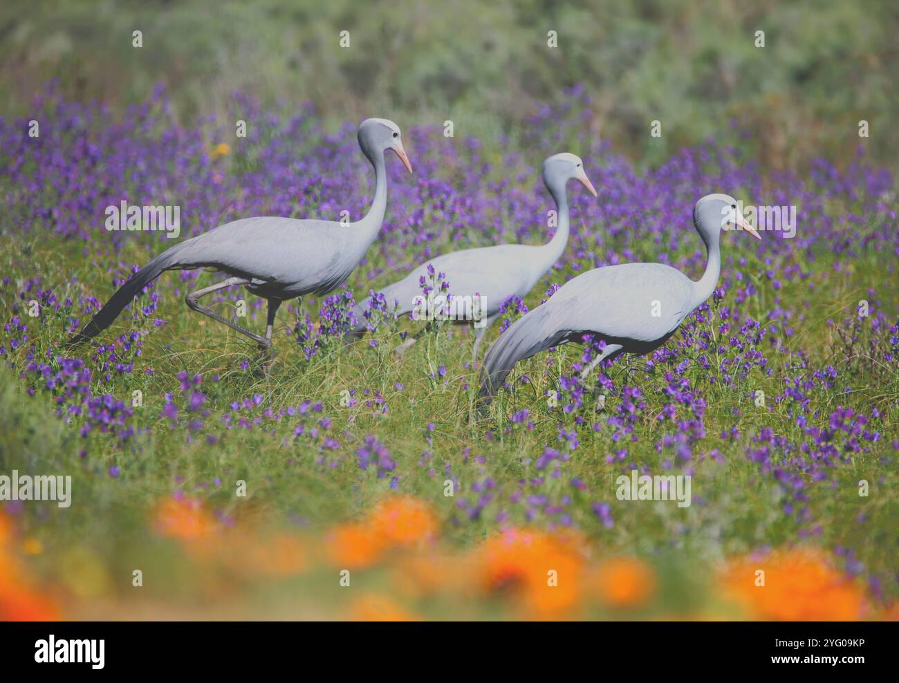 Dwarf black cranes hi-res stock photography and images - Alamy