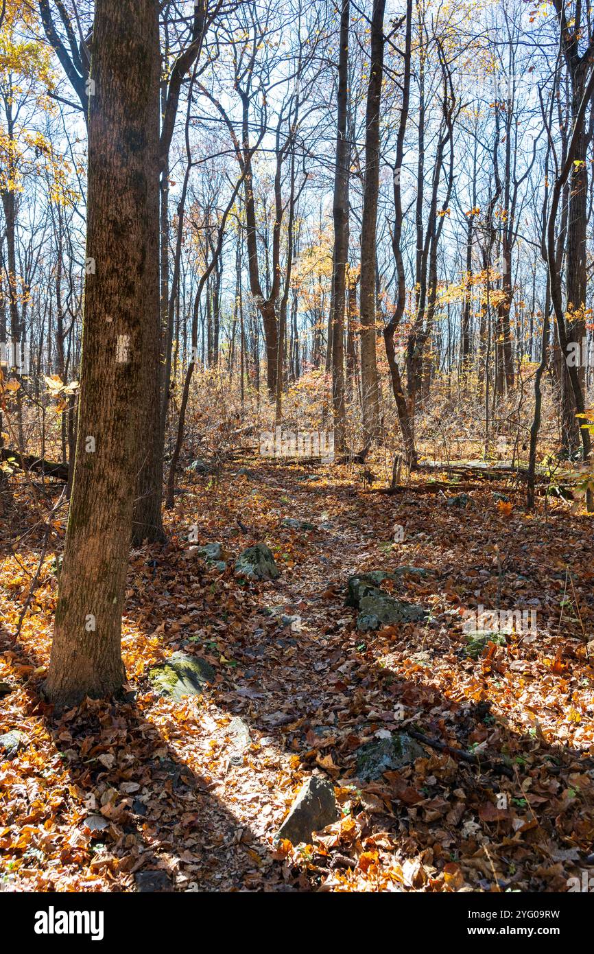 Footpath through appalachian trail hi-res stock photography and images ...