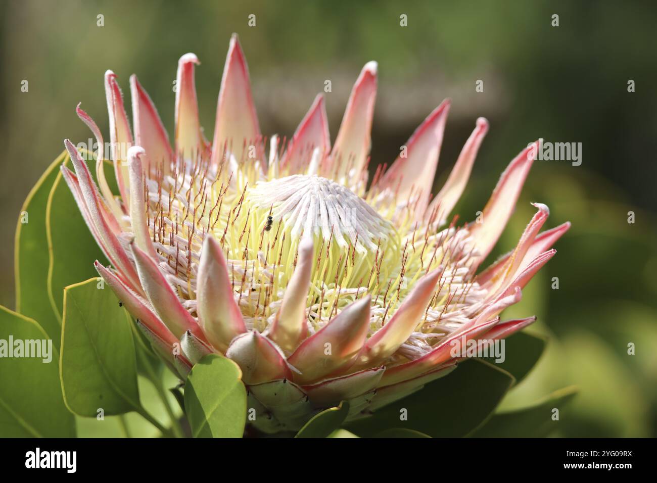 South african national emblem hi-res stock photography and images - Alamy