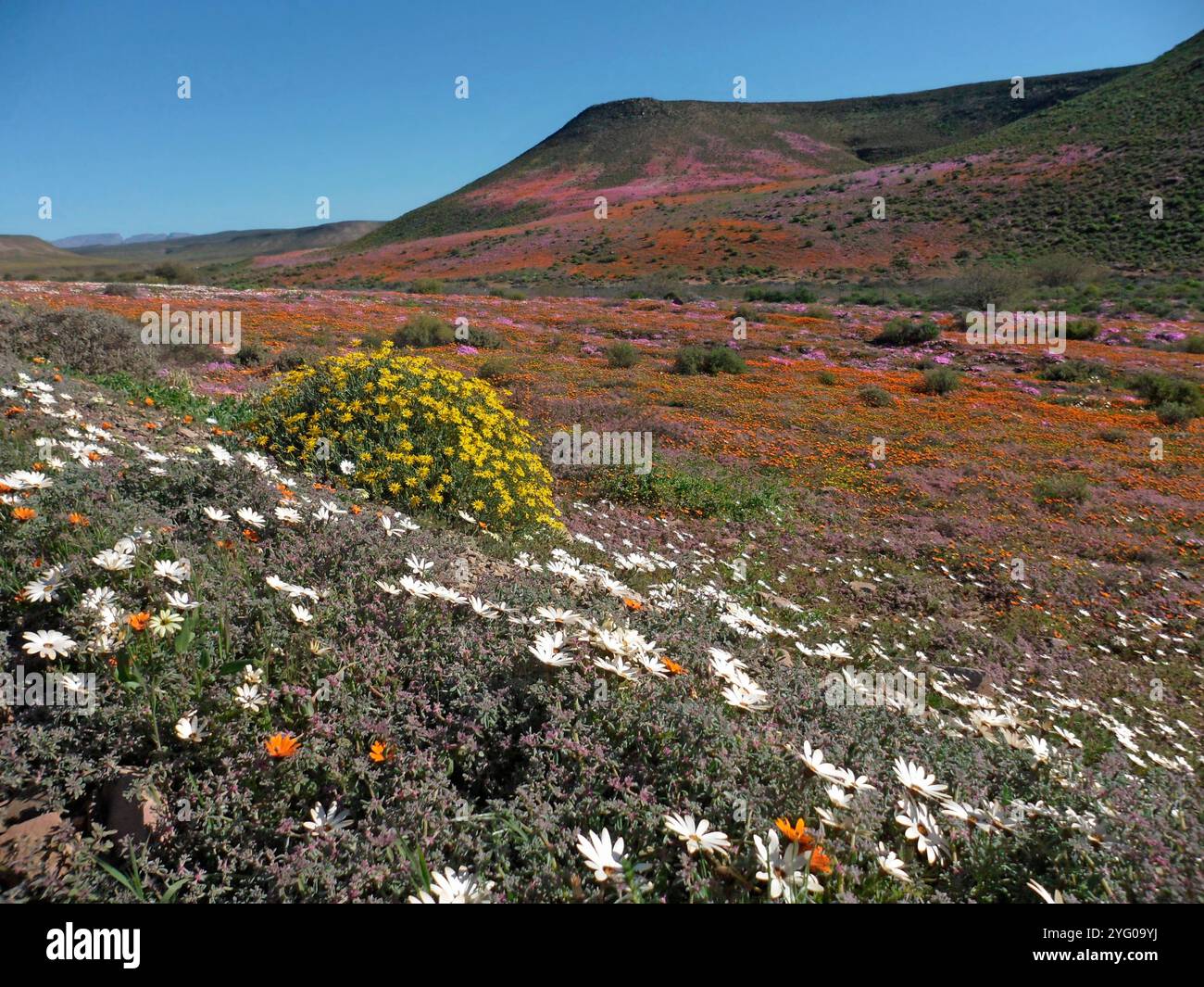 Richest bulb flora hi-res stock photography and images - Alamy