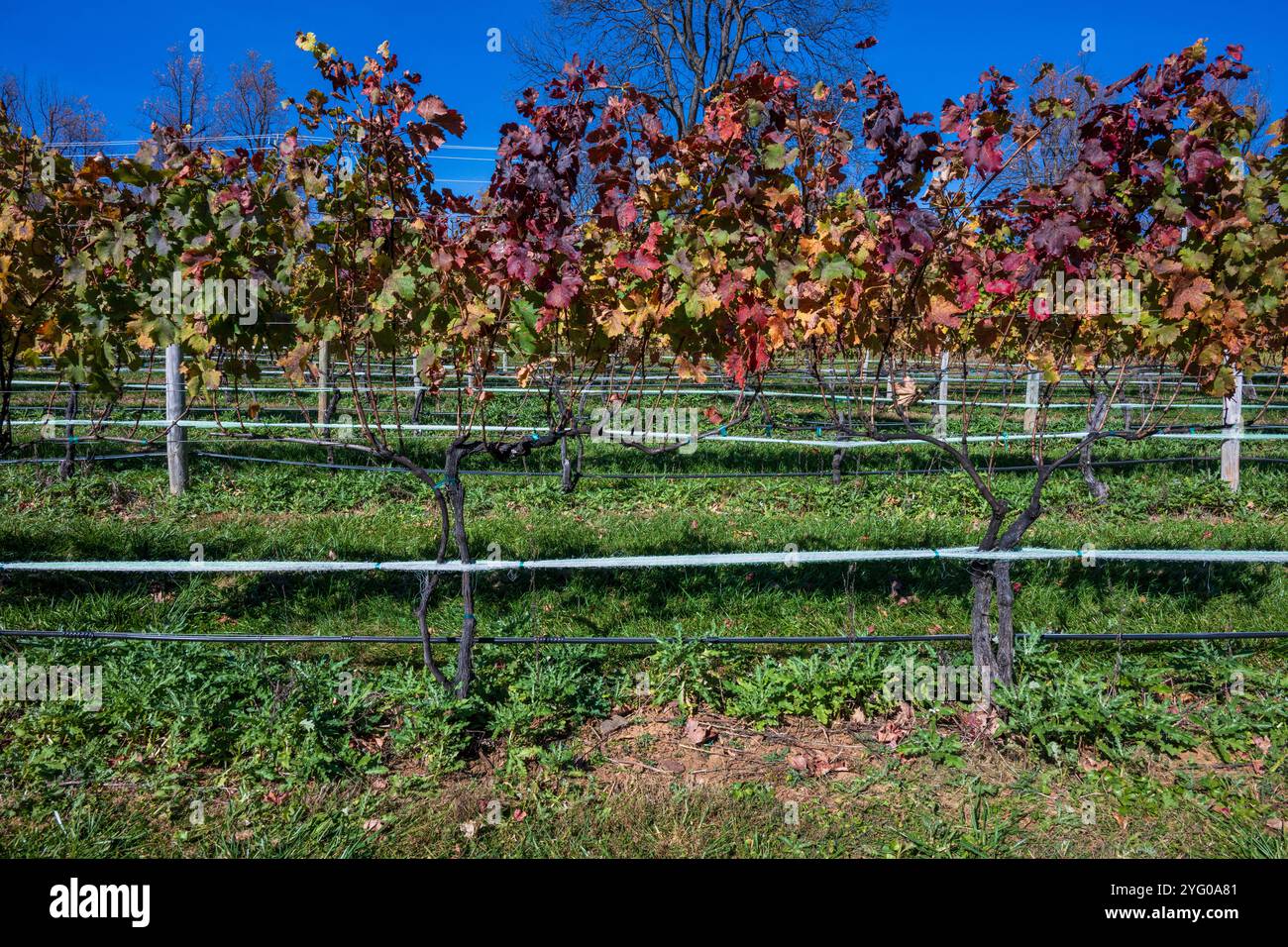 Vinotourism hi-res stock photography and images - Alamy