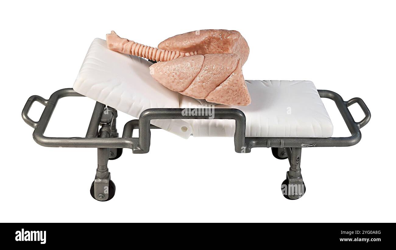 Lungs are used to gain oxygen into the body on a hospital gurney Stock ...