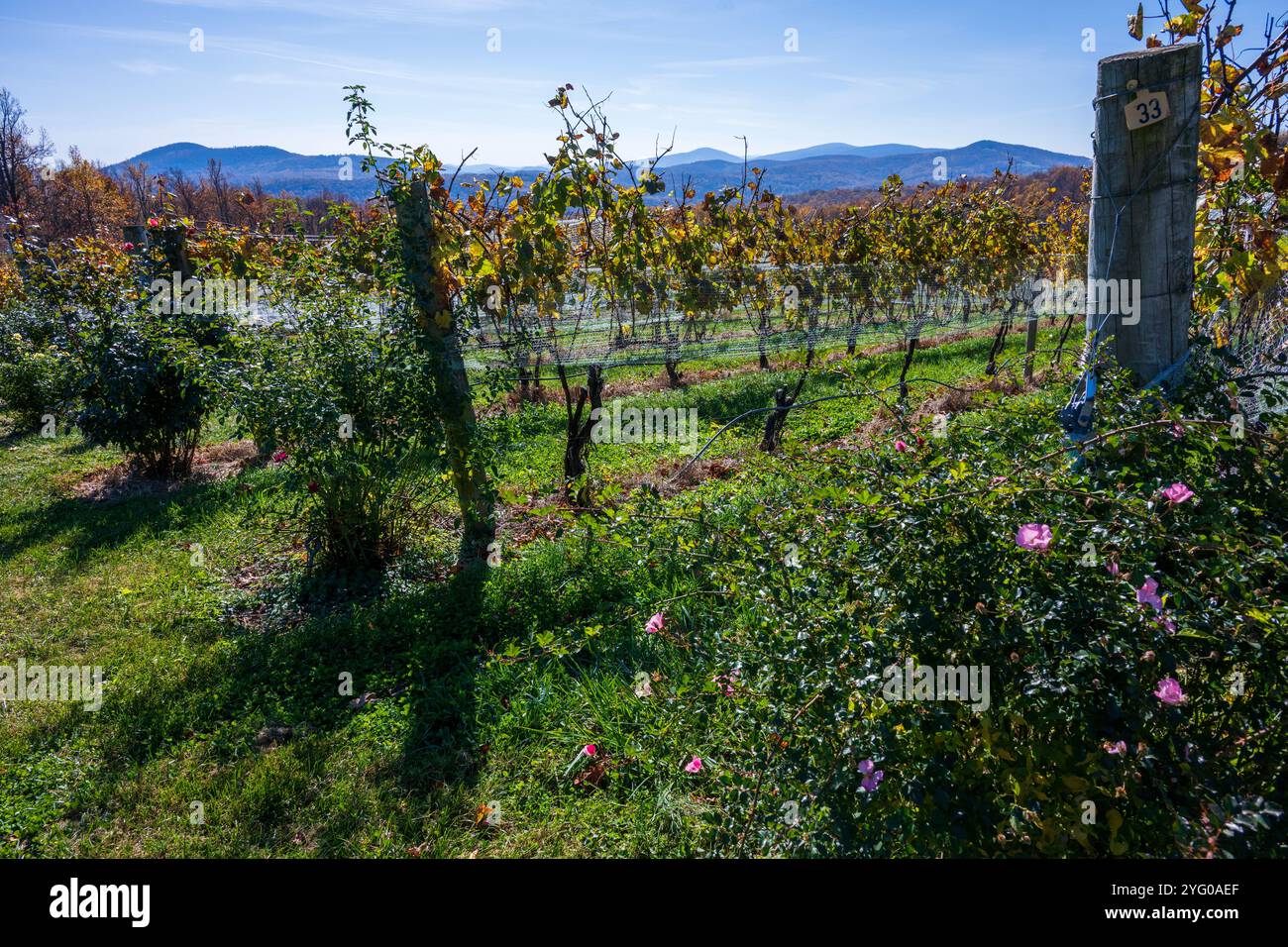 Rows of grapevines at a vineyard in Virginia's Piedmond region Stock ...