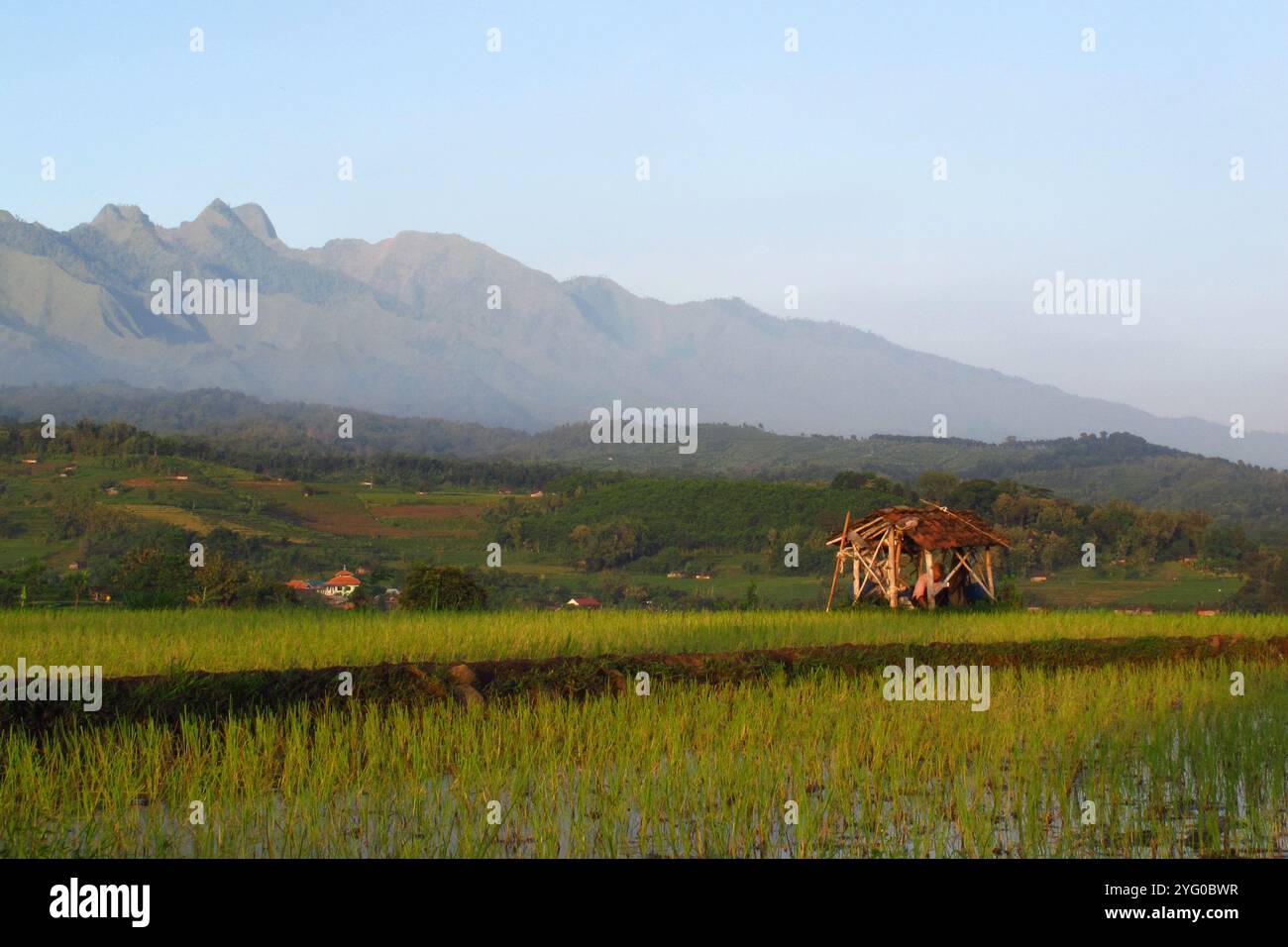 panoramic village rice fields with rice terraces at west java Indonesia ...