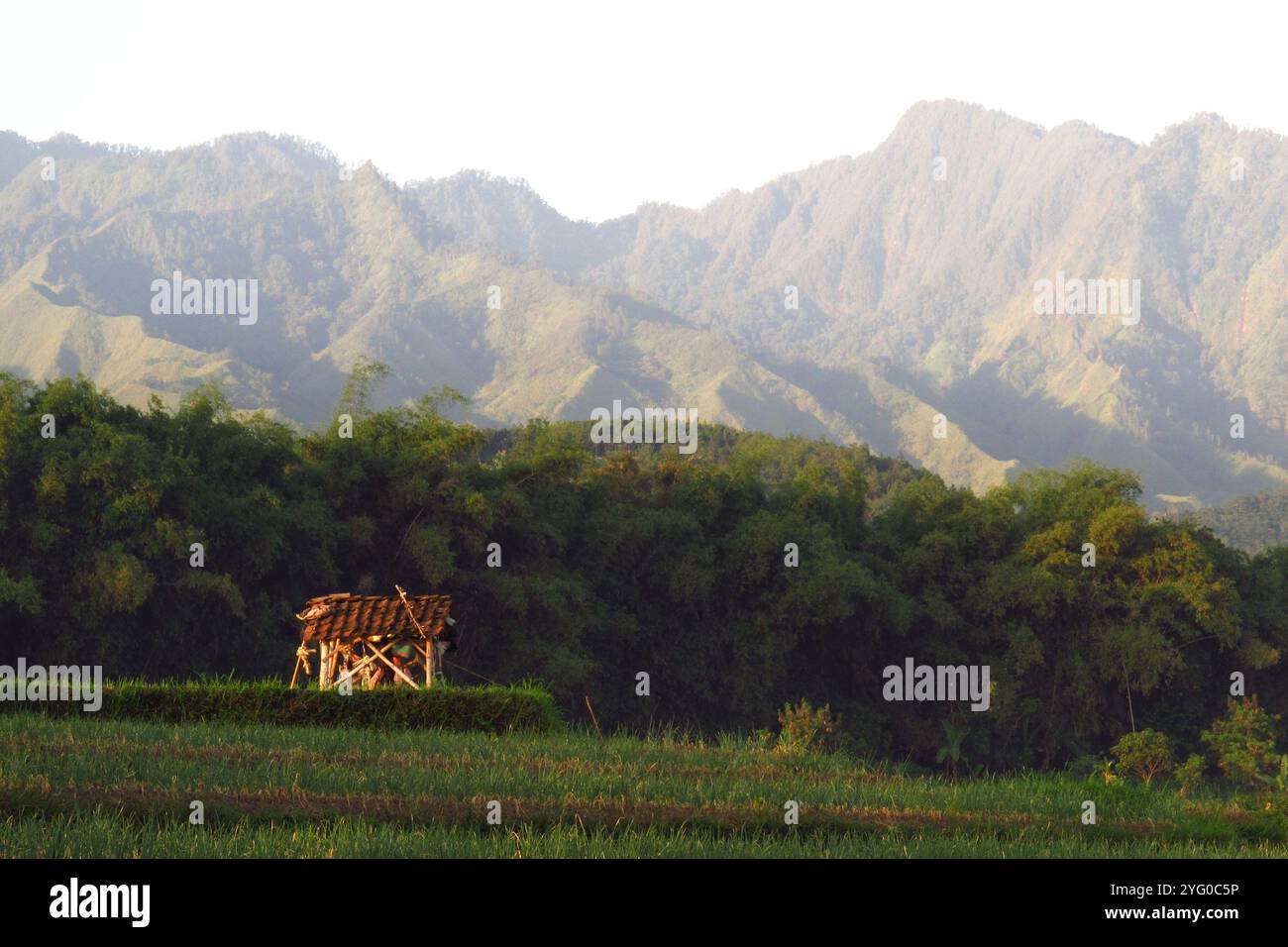panoramic village rice fields with rice terraces at west java Indonesia ...