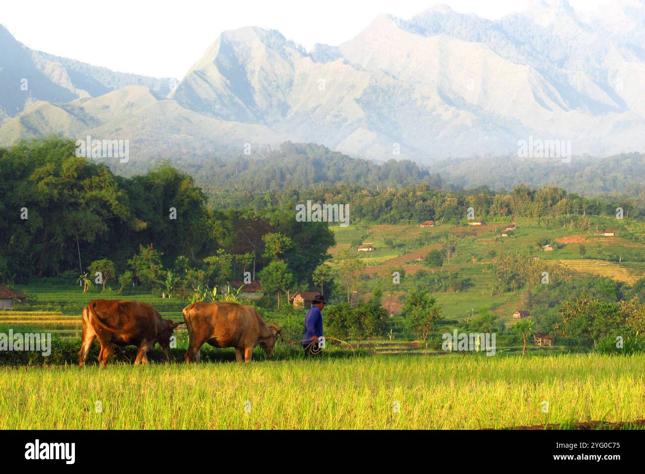 panoramic village rice fields with rice terraces at west java Indonesia ...