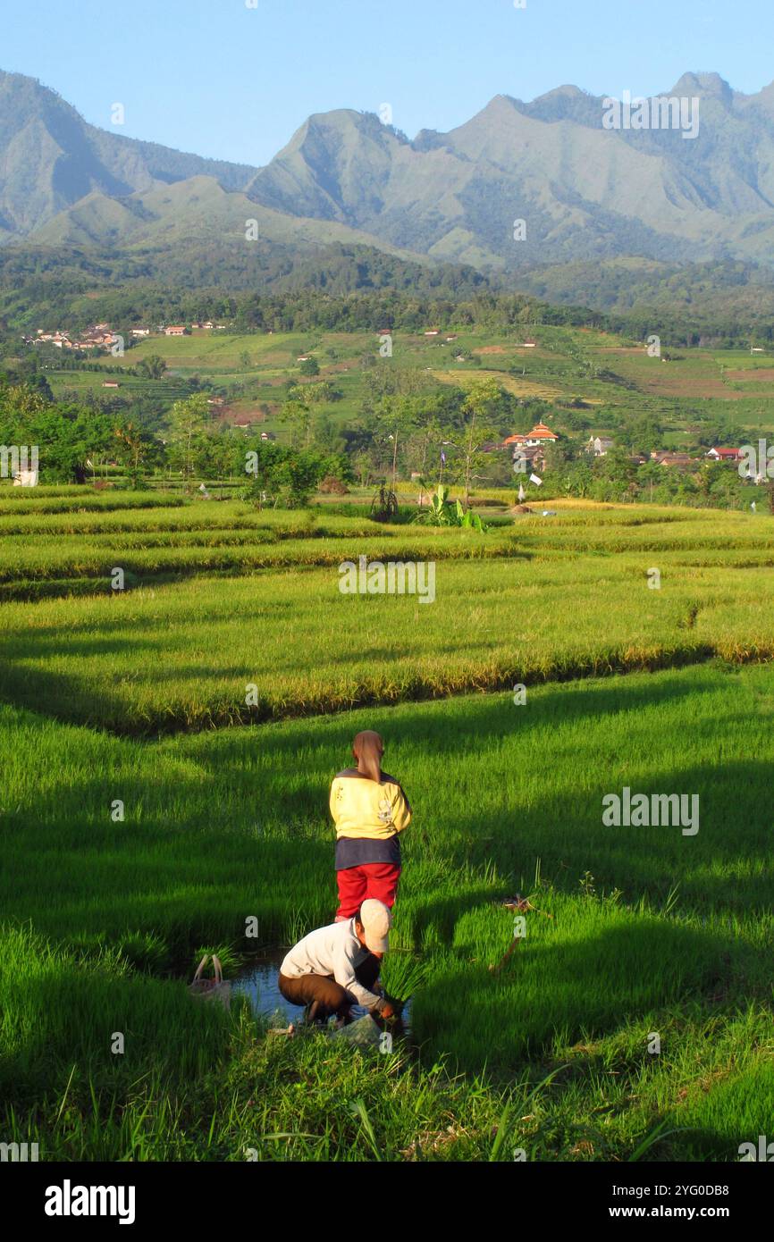panoramic village rice fields with rice terraces at west java Indonesia ...