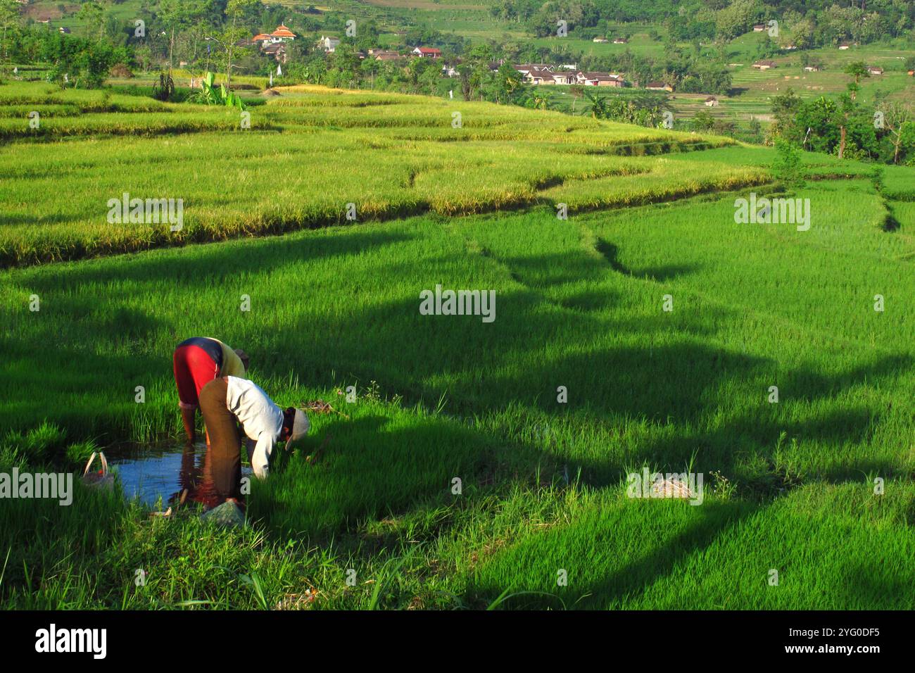 panoramic village rice fields with rice terraces at west java Indonesia ...
