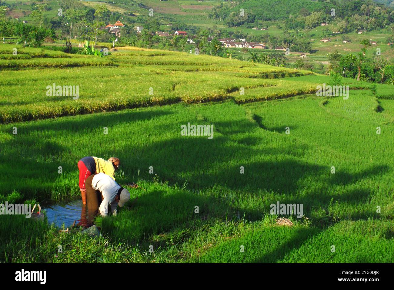 panoramic village rice fields with rice terraces at west java Indonesia ...