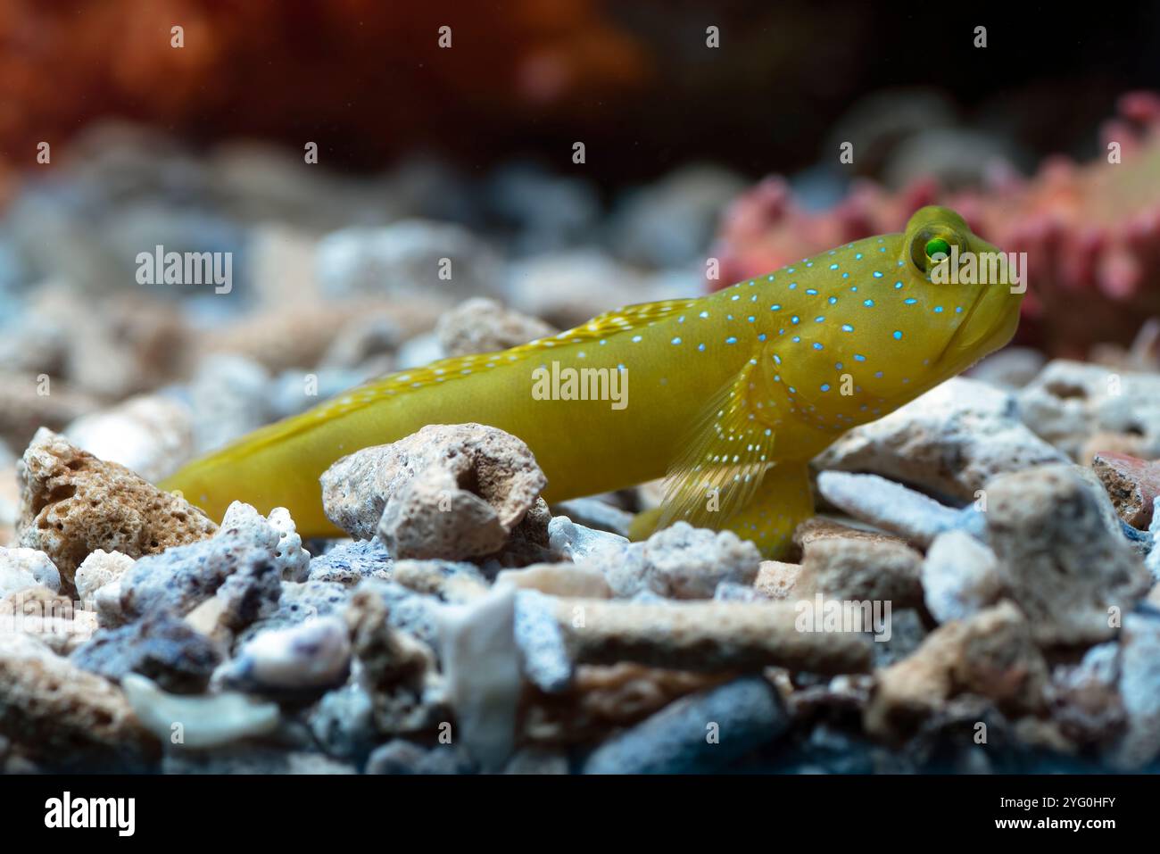 Coral reefs red sea snorkeling hi-res stock photography and images - Alamy