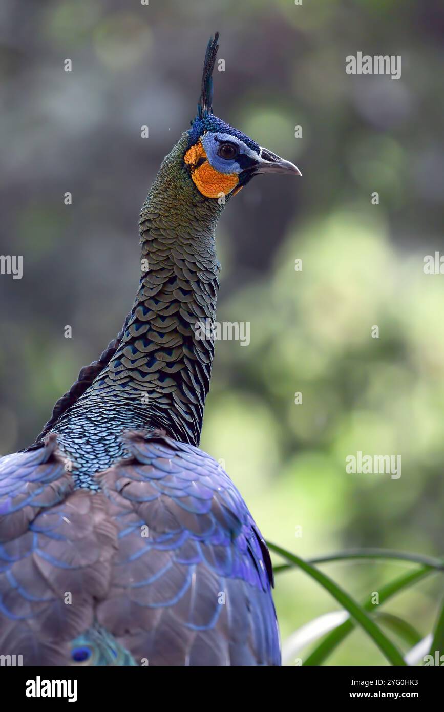Green javan peacock hi-res stock photography and images - Alamy