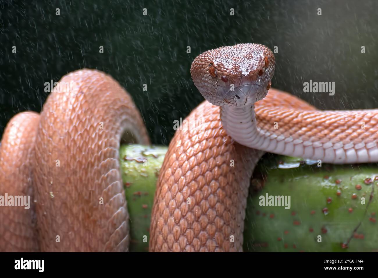 Mangrove pit viper coiled around a tree branch Stock Photo - Alamy