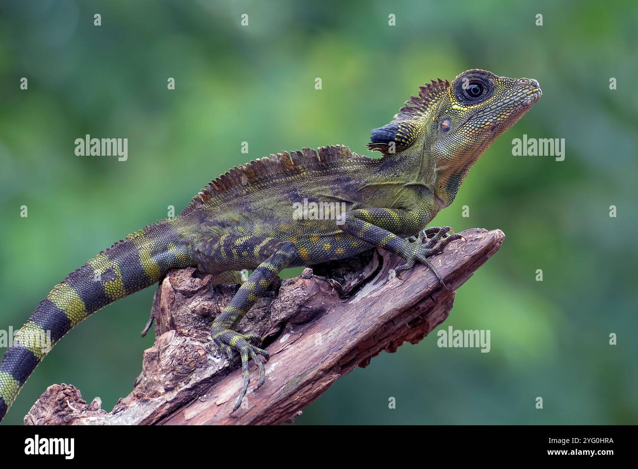Angle head lizard ( Gonocephalus bornensis ) on tree trunk Stock Photo ...