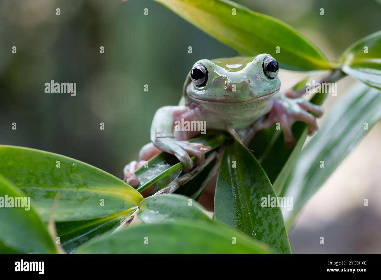Green flying tree frog hi-res stock photography and images - Alamy