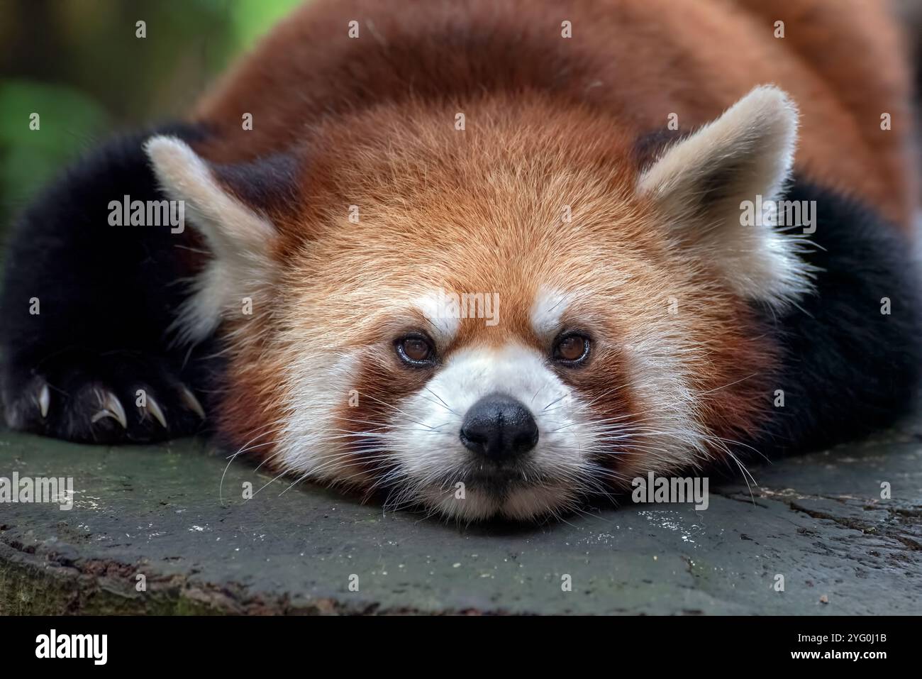 Beautiful images of a red panda Stock Photo - Alamy