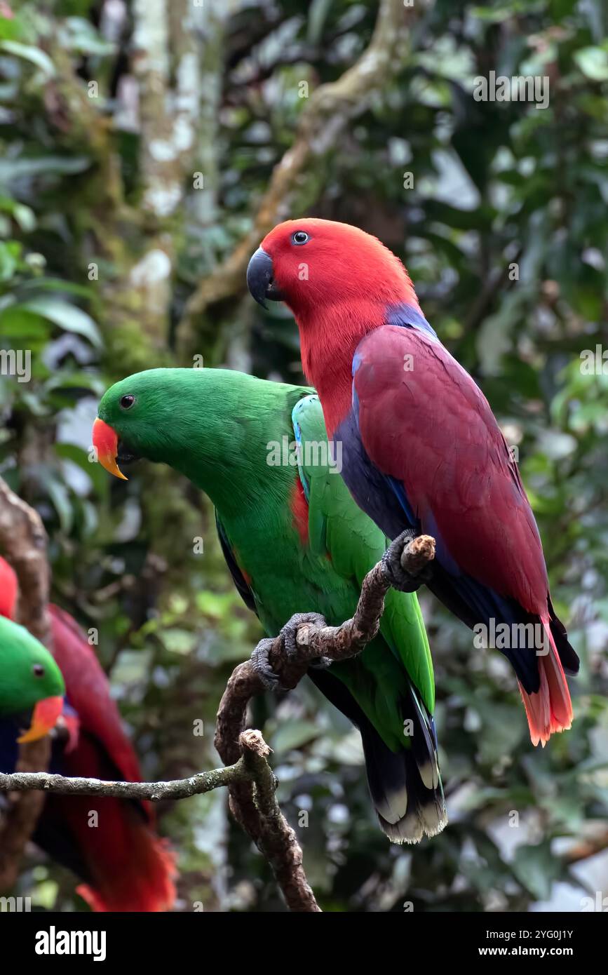Red and green lory parrots with their vivid and beautiful feather on a ...