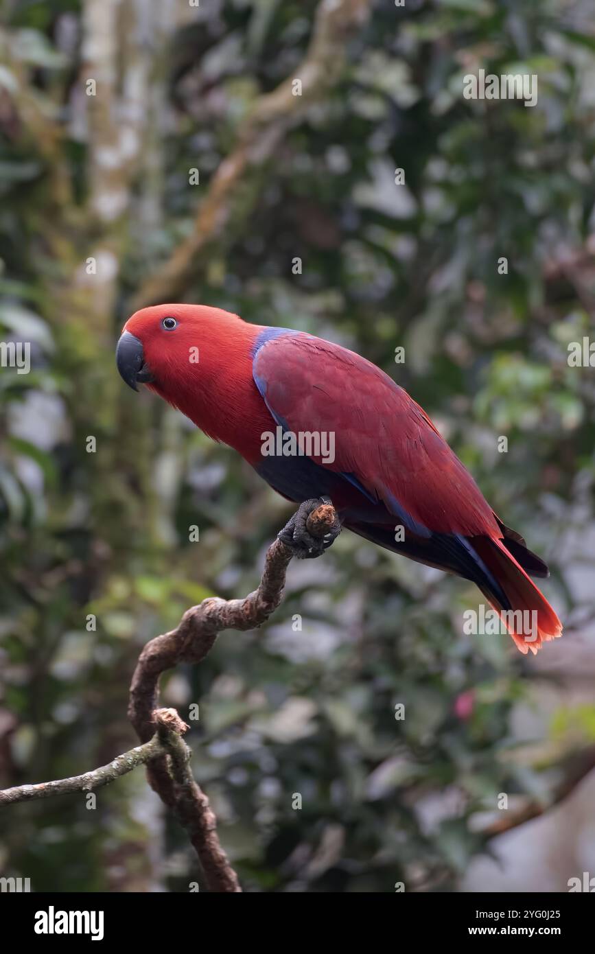 Red and green lory parrots with their vivid and beautiful feather on a ...