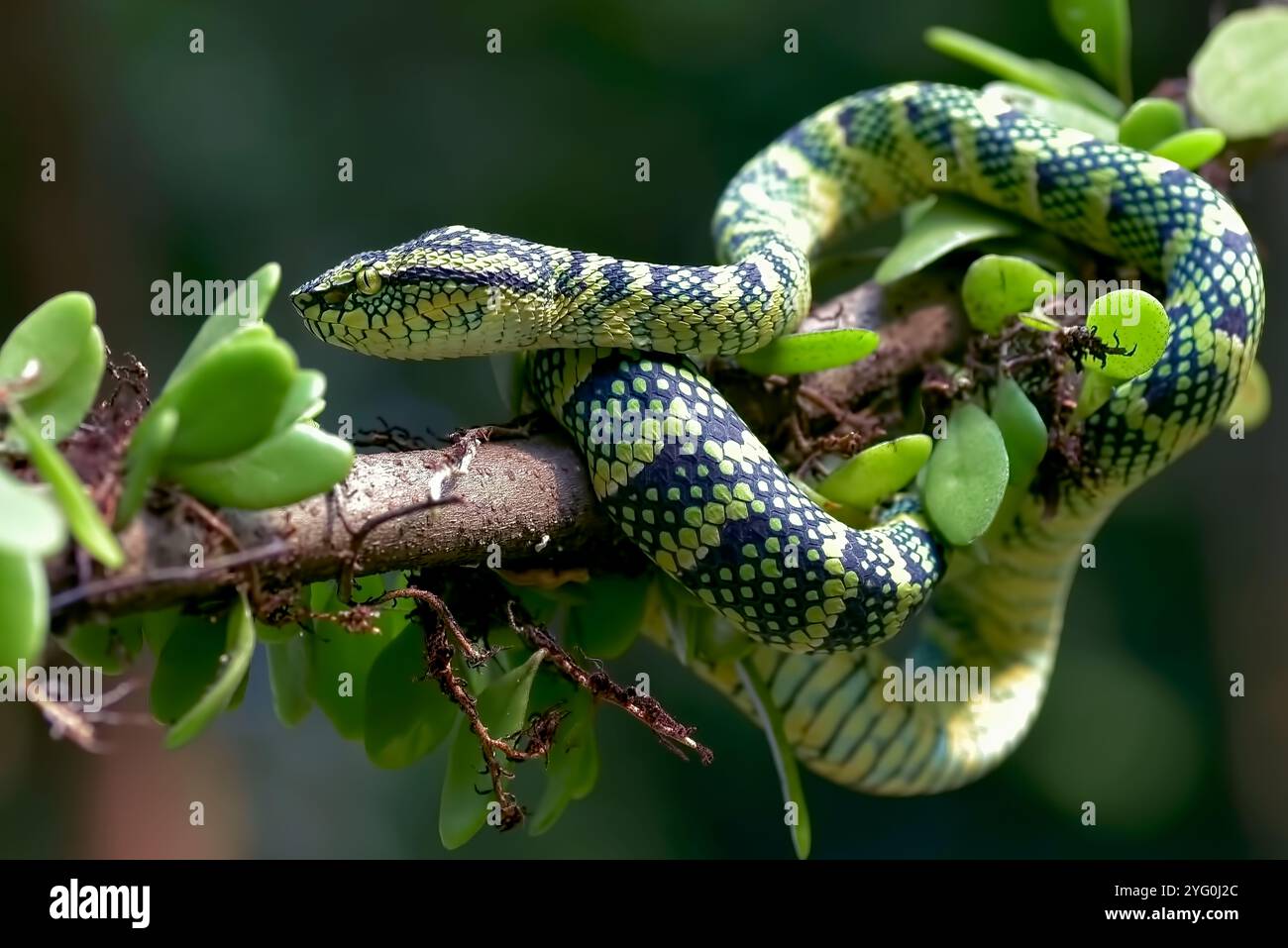 Pit viper food hi-res stock photography and images - Alamy