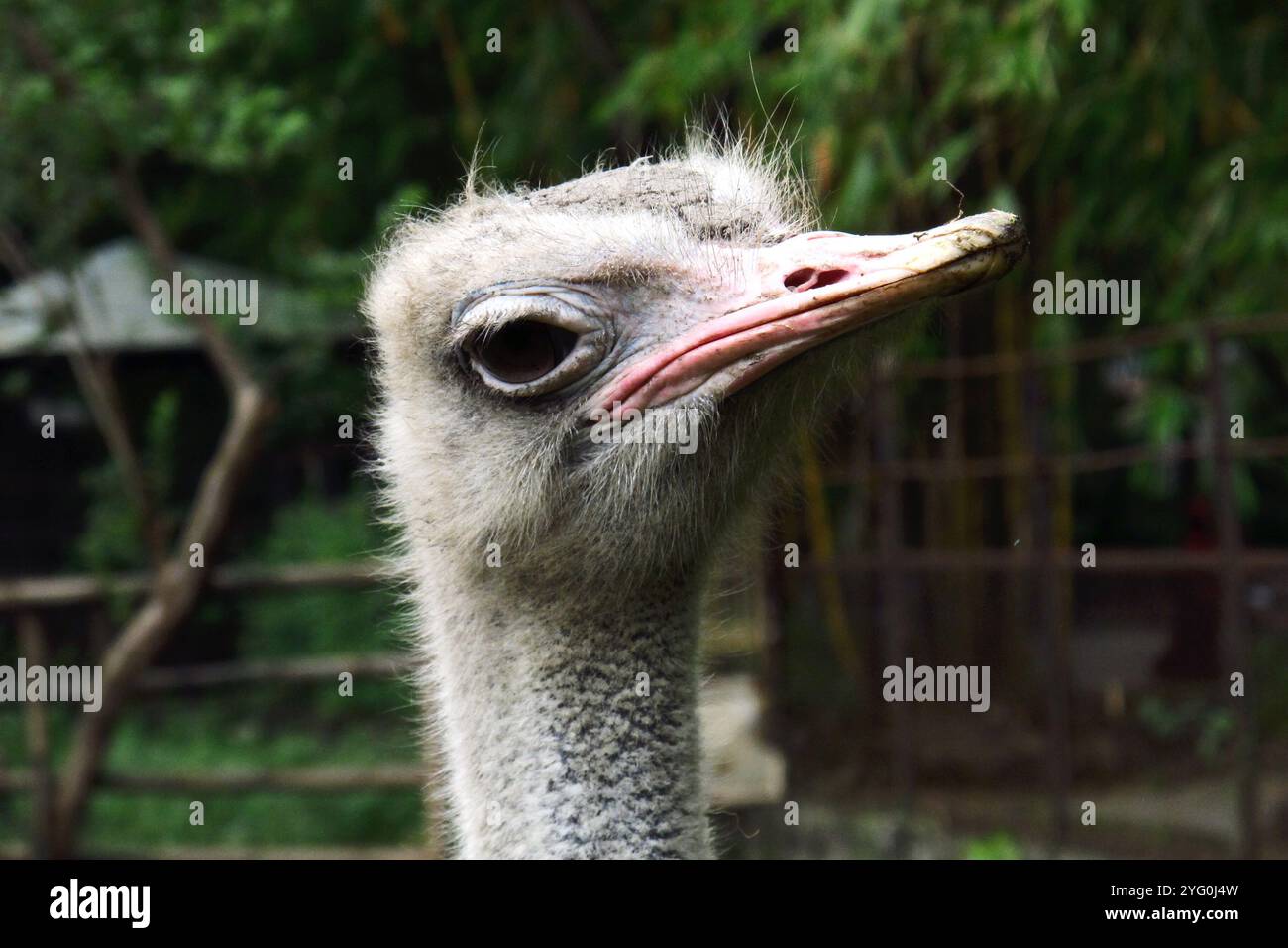 ostrich bird head and neck front portrait in the park Stock Photo - Alamy