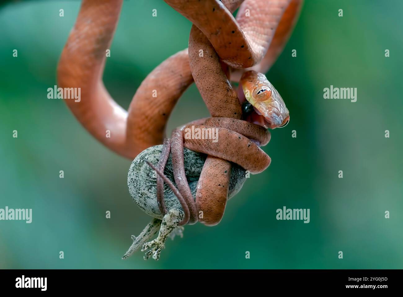 Snake eat lizard hi-res stock photography and images - Alamy