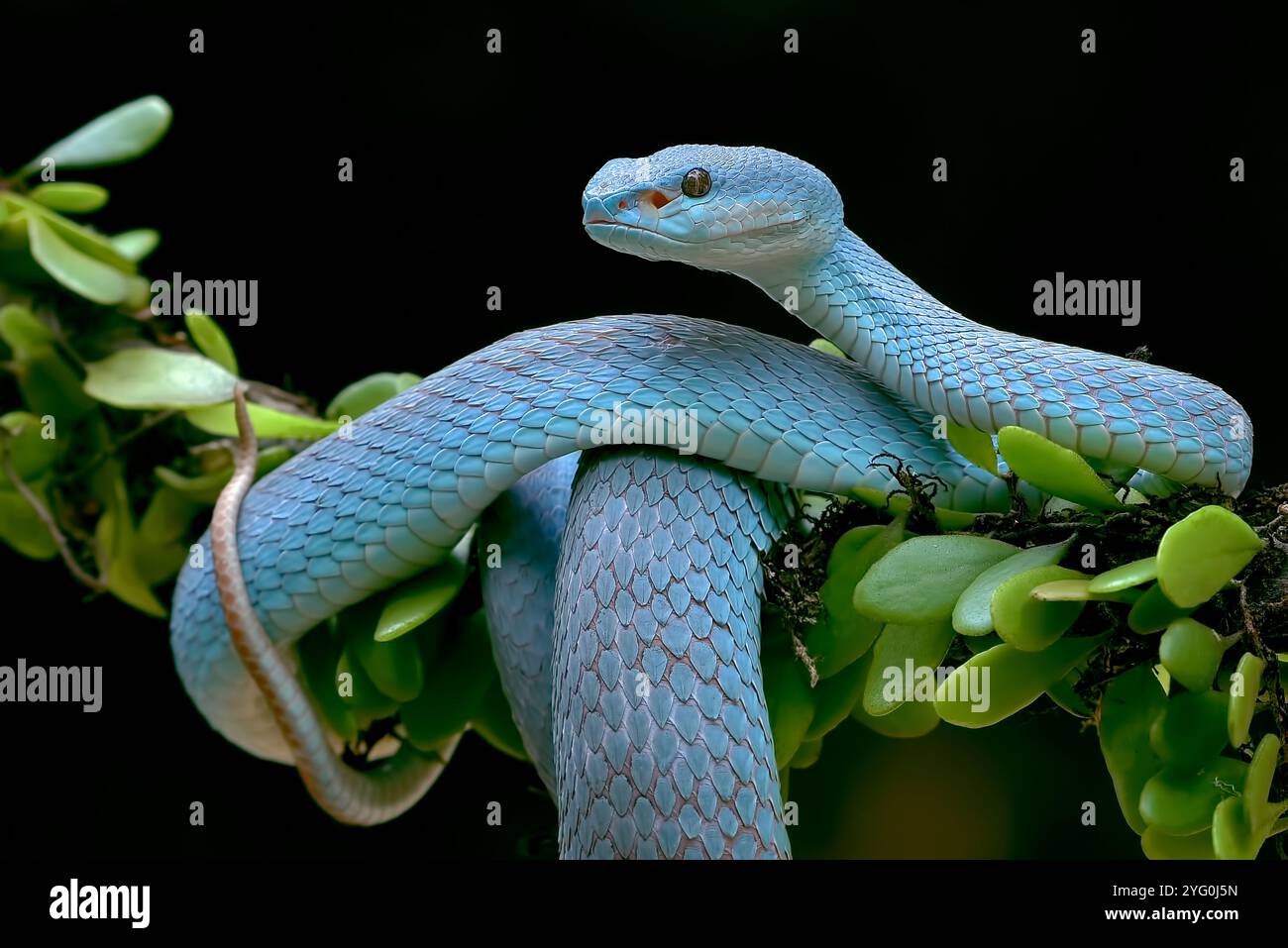 The Lesser Sunda Islands in a tree branch Stock Photo - Alamy
