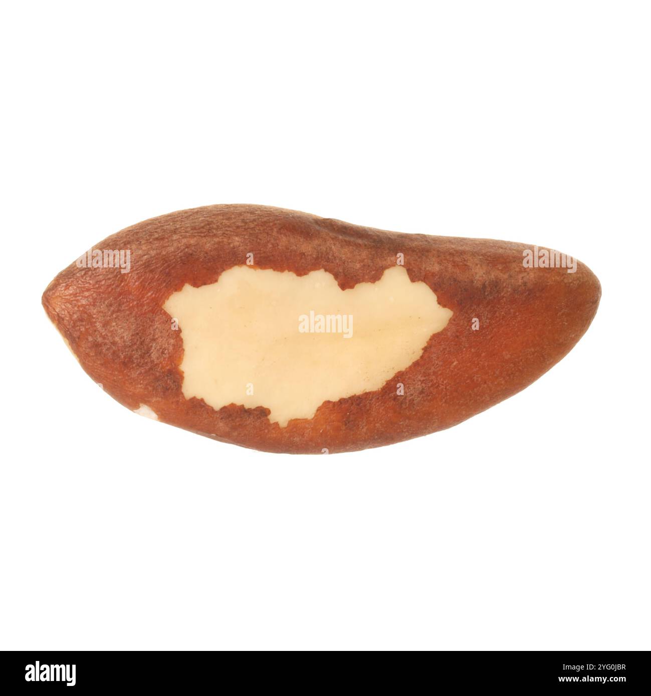 One tasty Brazil nut isolated on white Stock Photo - Alamy