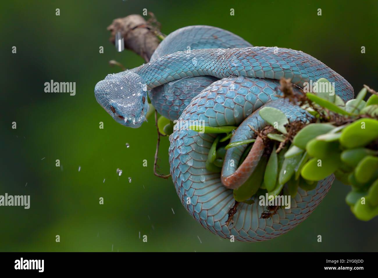 The Lesser Sunda Islands in a tree branch Stock Photo - Alamy