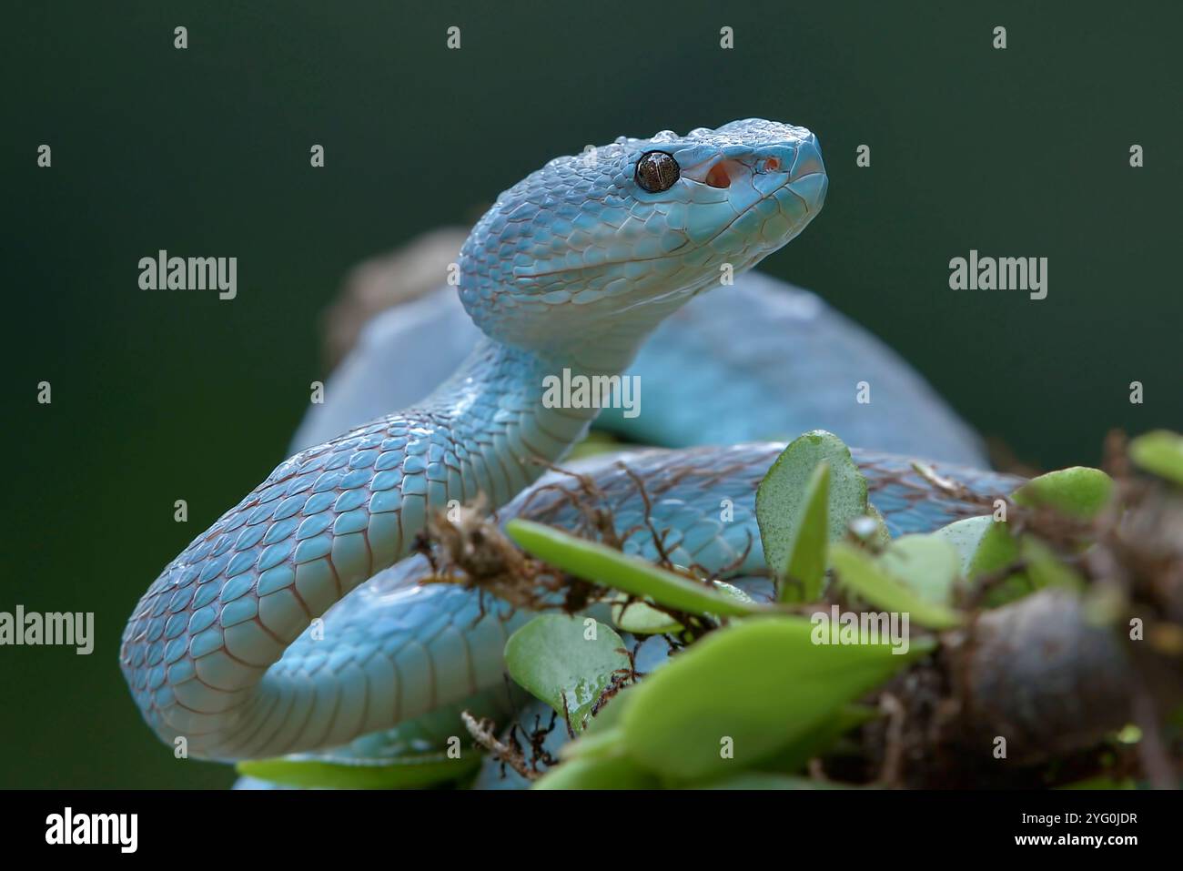 The Lesser Sunda Islands in a tree branch Stock Photo - Alamy