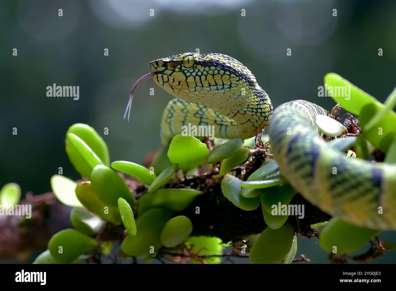 Pit viper food hi-res stock photography and images - Alamy