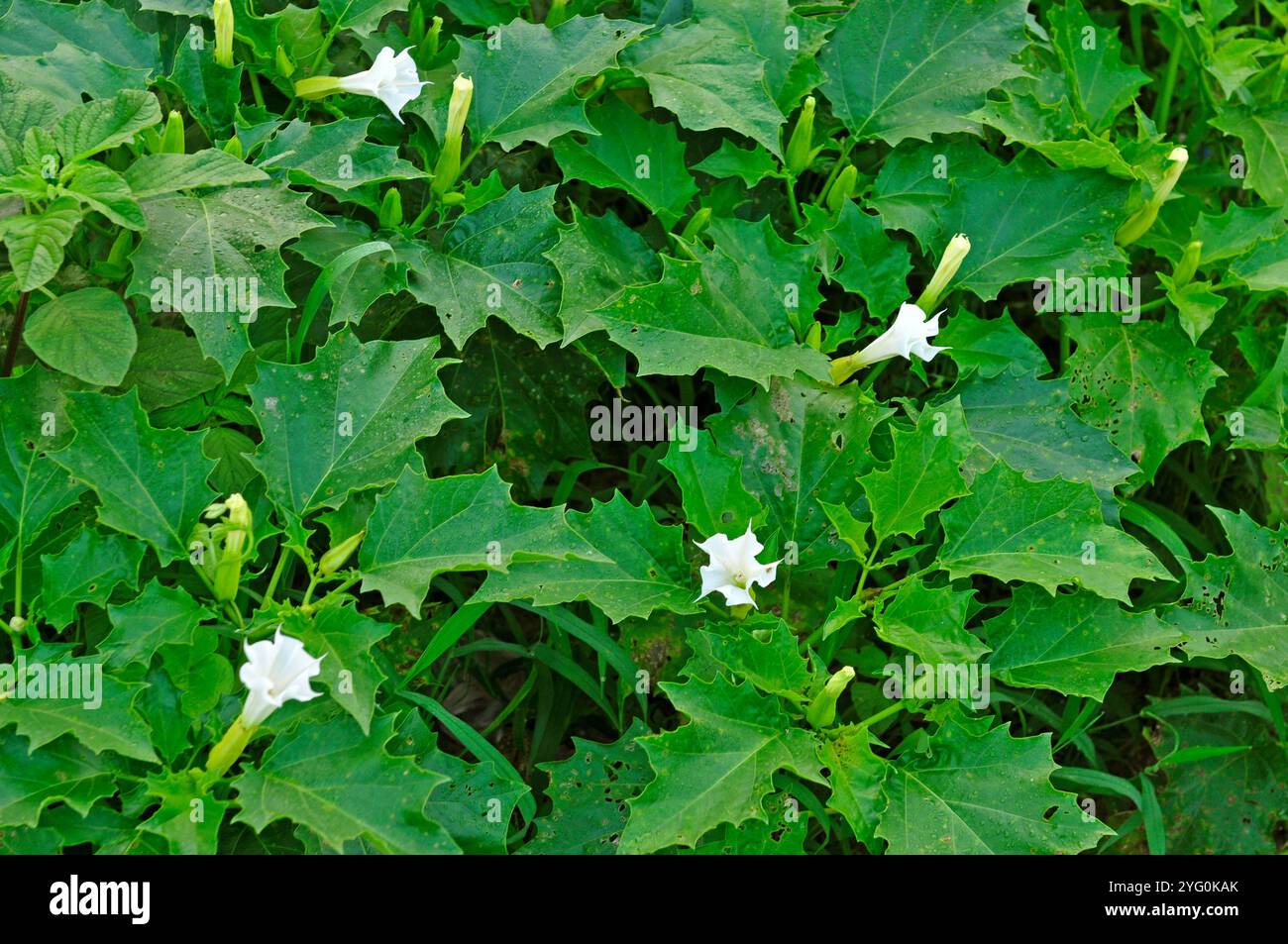 Plants flower components hi-res stock photography and images - Alamy