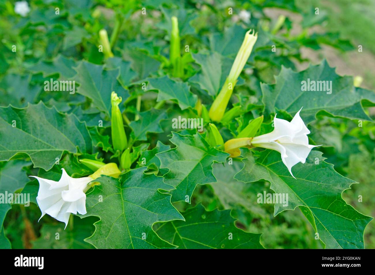 Mandala plants grow in the wild Stock Photo - Alamy
